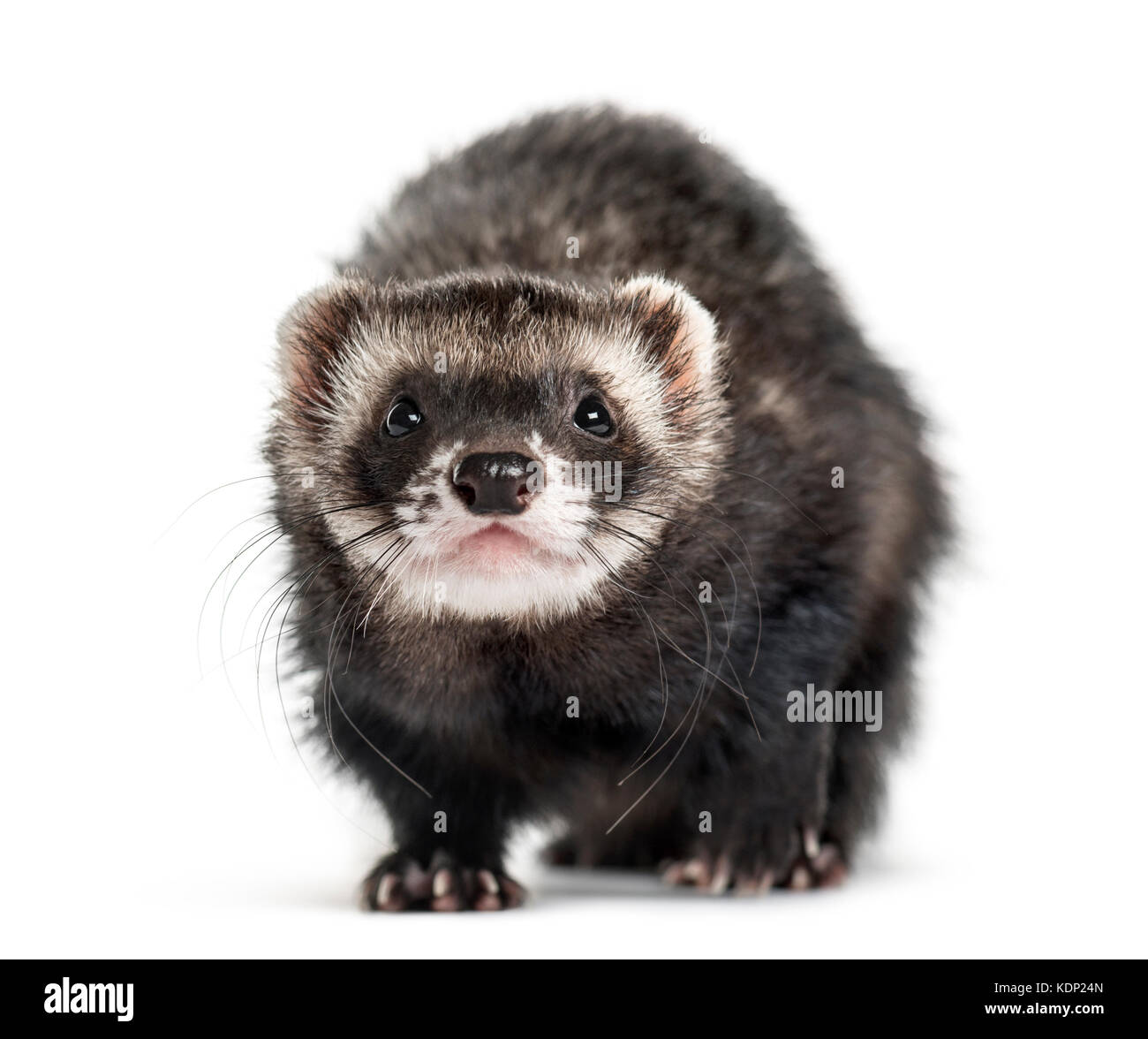 Front view of a ferret, isolated on white Stock Photo - Alamy