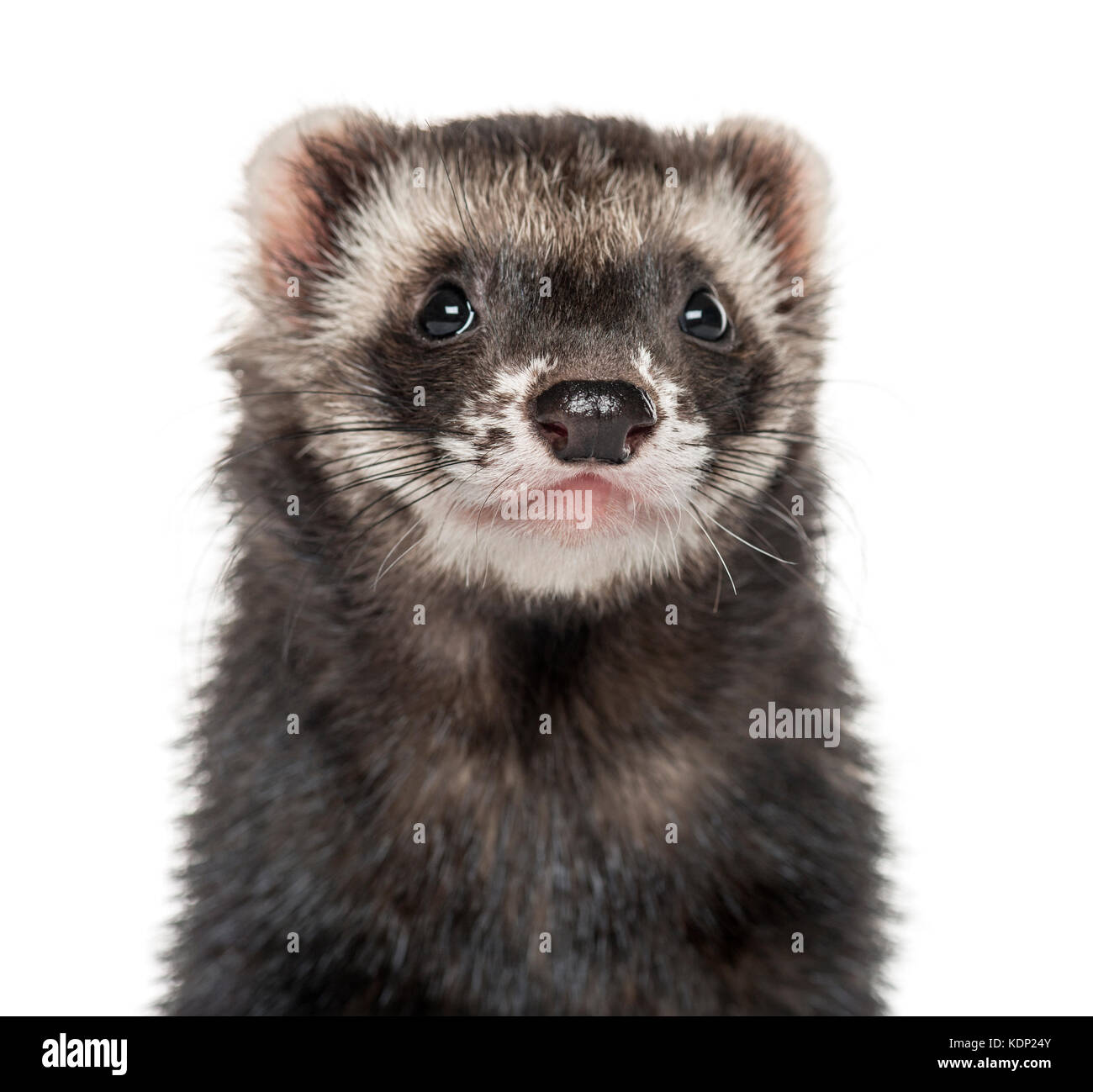Close-up of a ferret, isolated on white Stock Photo - Alamy