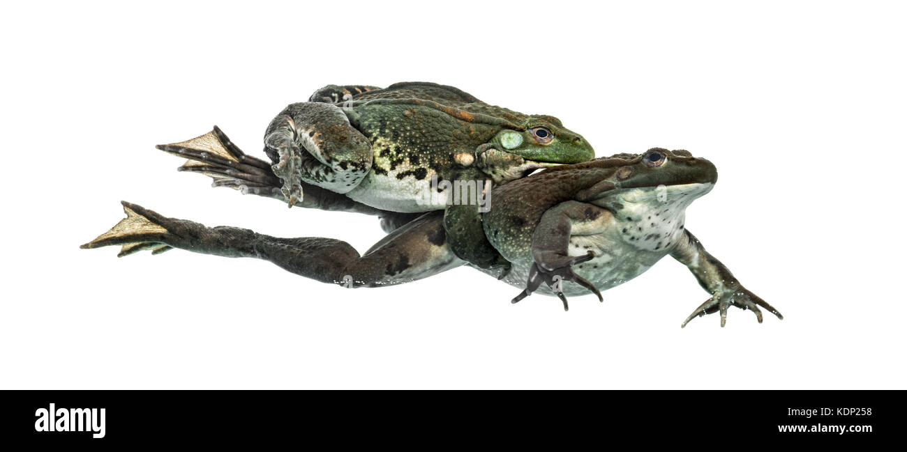 Male and female frog copulating, isolated on white Stock Photo - Alamy