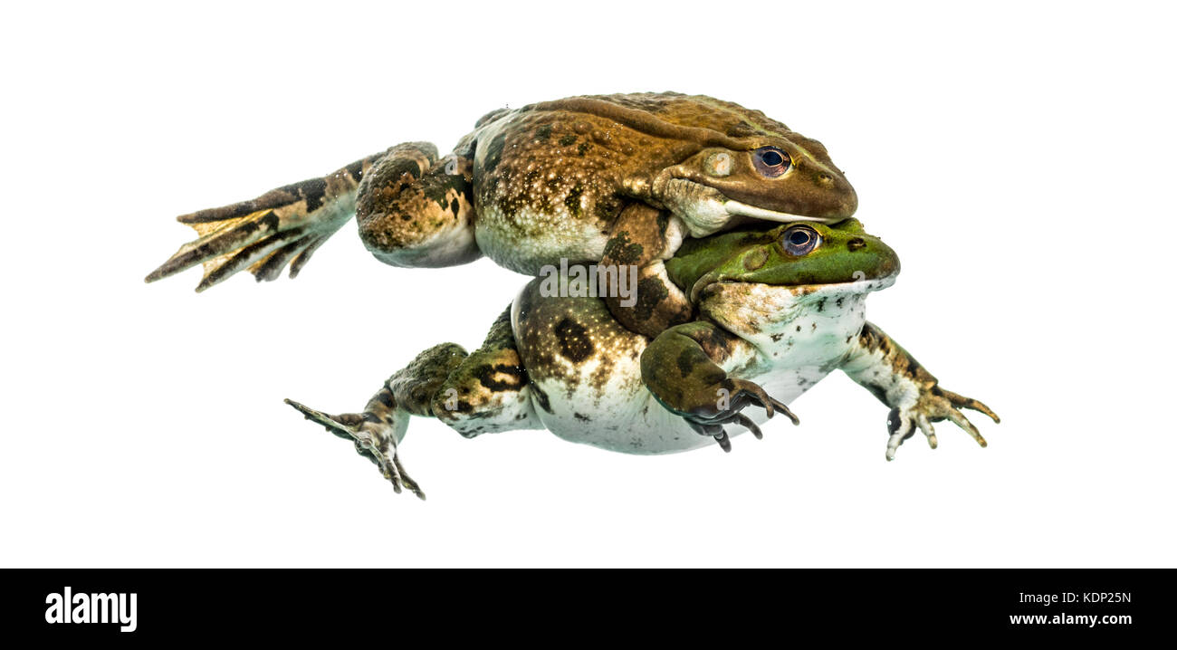 Male and female frog copulating, isolated on white Stock Photo - Alamy