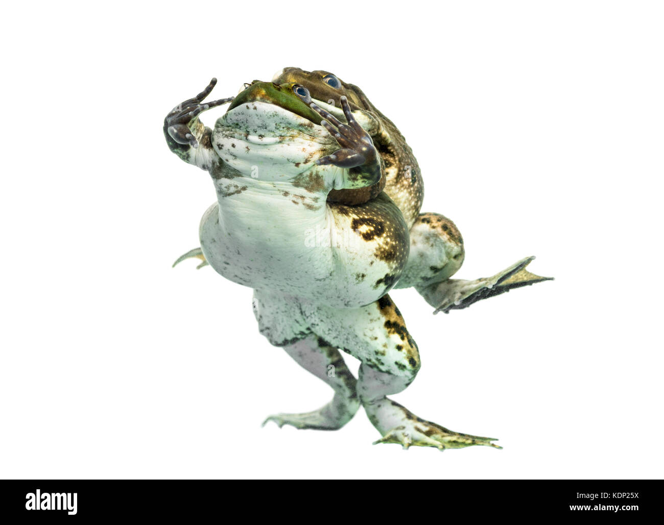 Male and female frog copulating, isolated on white Stock Photo - Alamy