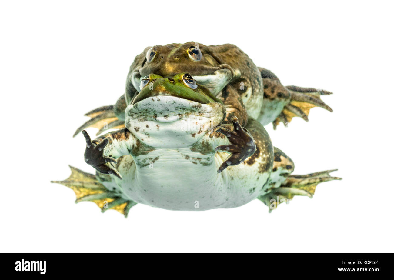 Male and female frog copulating, isolated on white Stock Photo - Alamy