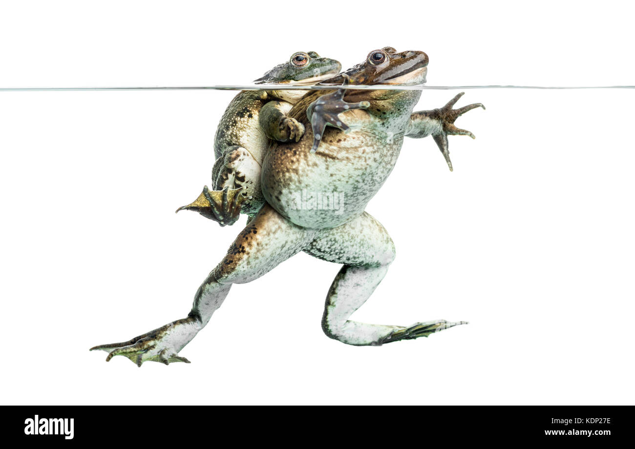 frogs copulating under clear water, isolated on white Stock Photo - Alamy