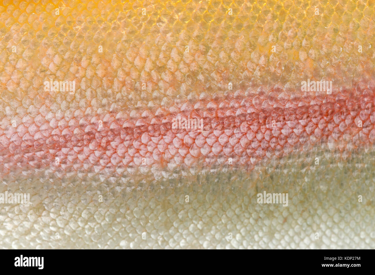 Close-up of skin of albinos rainbow trout Stock Photo - Alamy