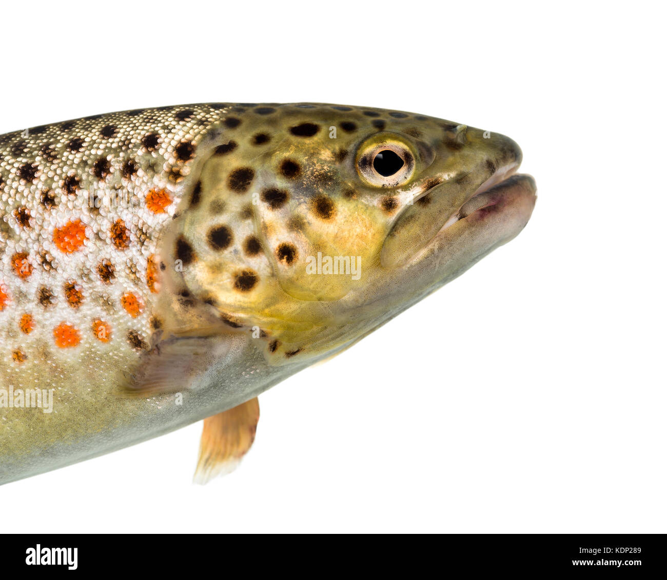 Close-up of head of brown trout, isolated on white Stock Photo - Alamy