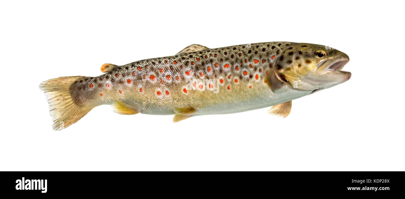 Brown trout hi-res stock photography and images - Alamy