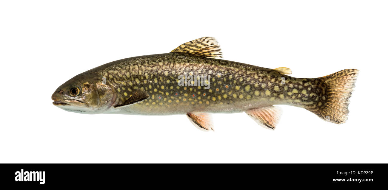 Brook trout hi-res stock photography and images - Alamy