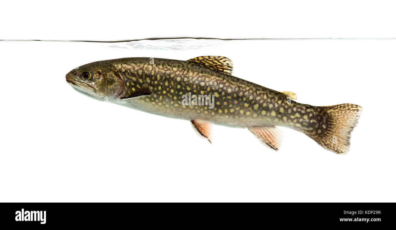 Speckled line Cut Out Stock Images & Pictures - Alamy