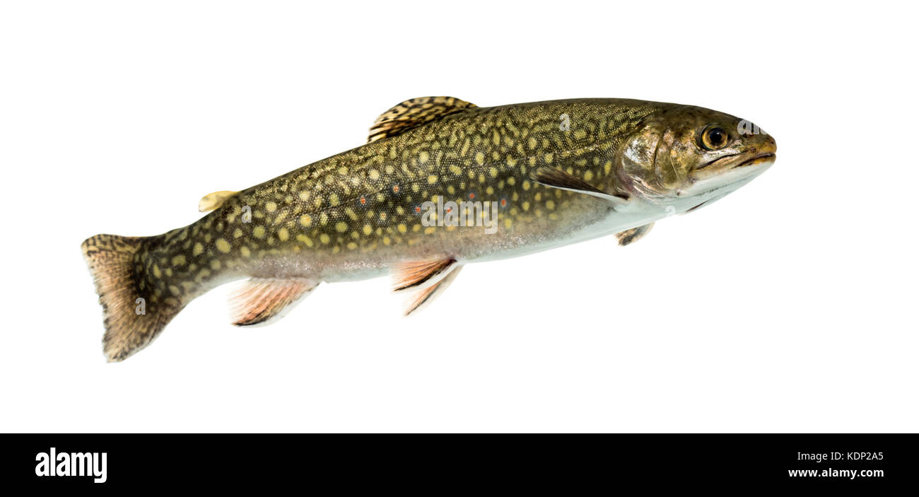 Brook trout swimming, isolated on white Stock Photo - Alamy
