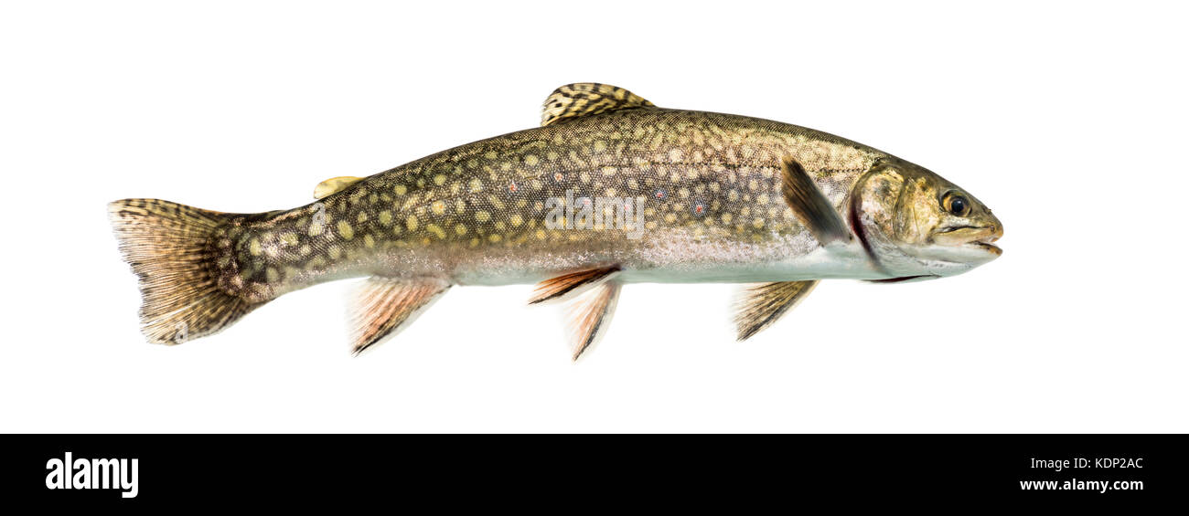 Brook trout hi-res stock photography and images - Alamy