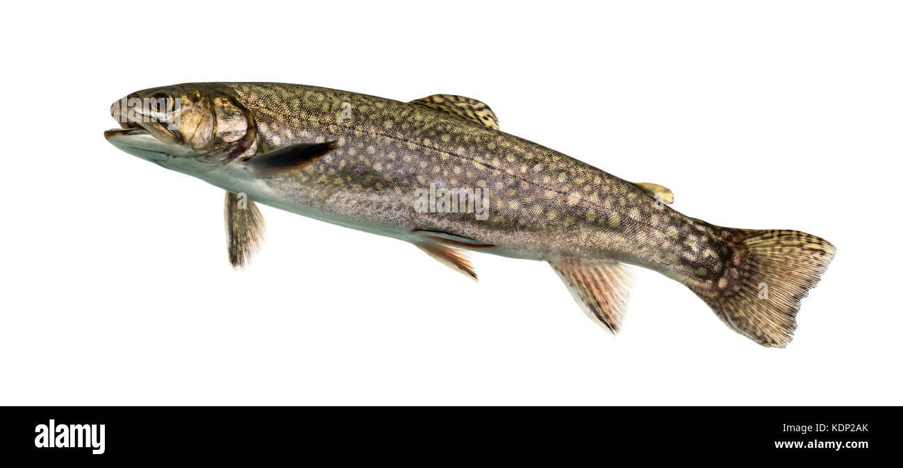 Brook trout swimming, isolated on white Stock Photo - Alamy