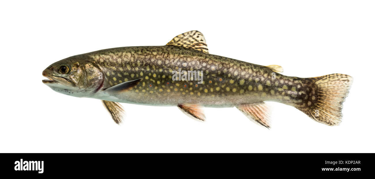 Brook trout swimming, isolated on white Stock Photo - Alamy