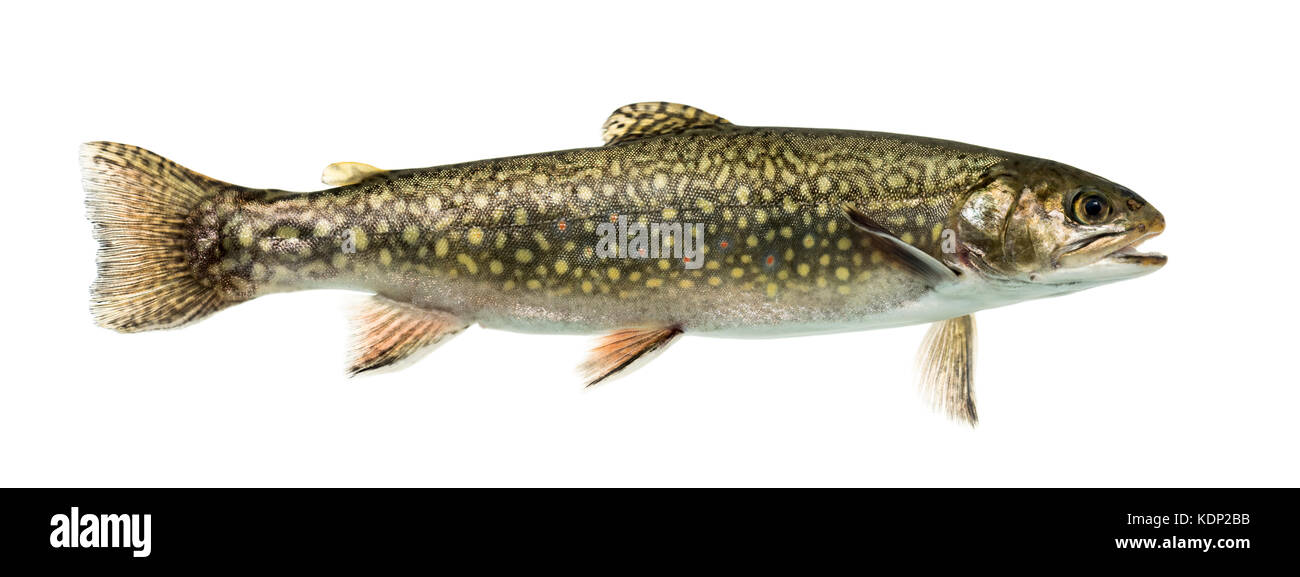 Brook trout hi-res stock photography and images - Alamy