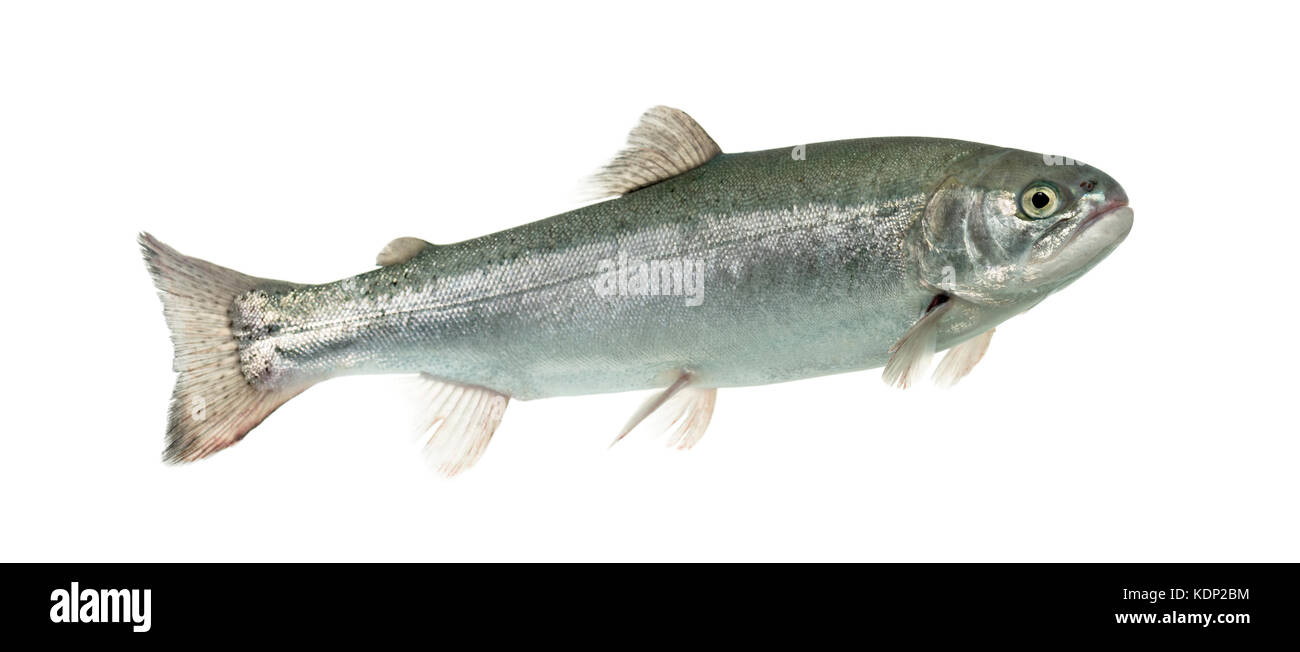 Blue rainbow trout swimming, isolated on white Stock Photo - Alamy