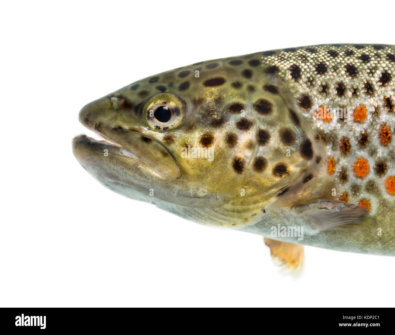 Close-up of head of brown trout, isolated on white Stock Photo - Alamy