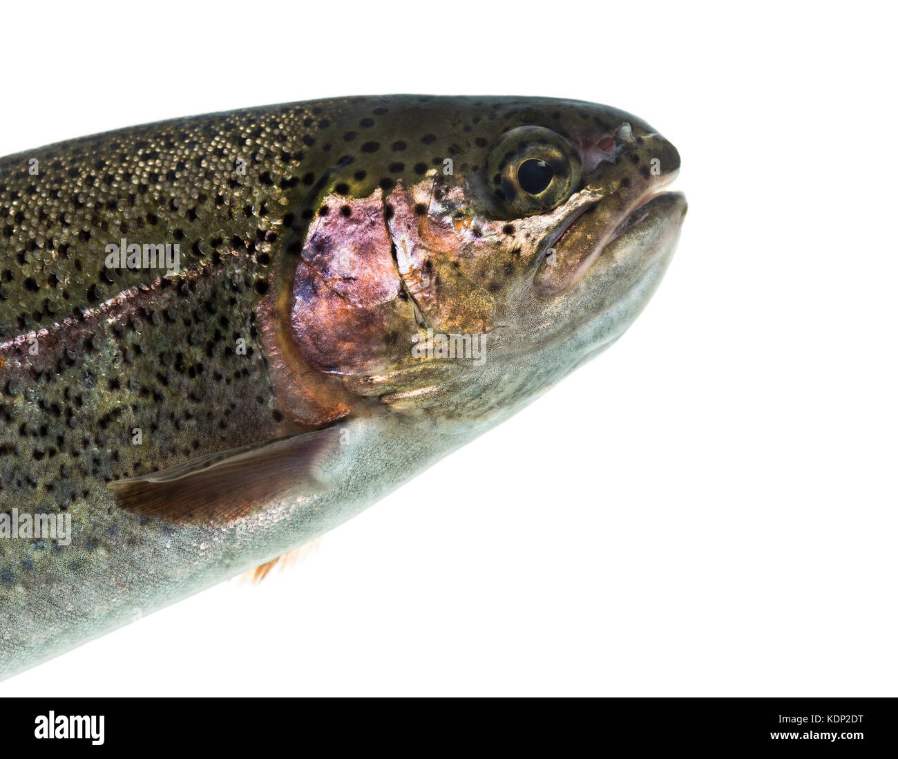 Trout head hi-res stock photography and images - Alamy
