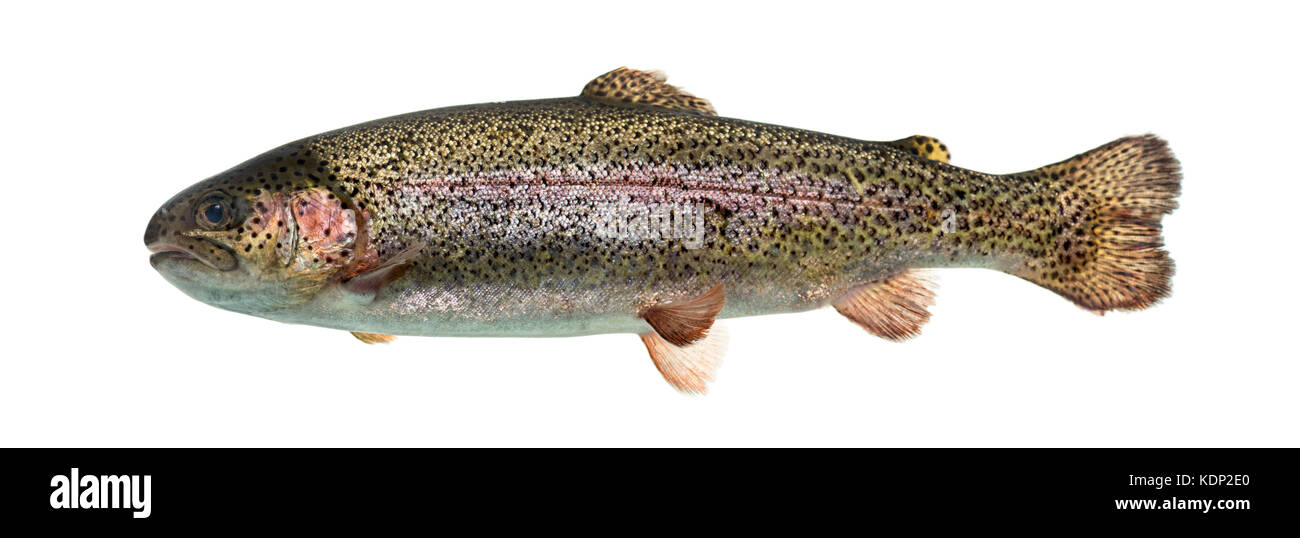 Rainbow trout swimming, isolated on white Stock Photo - Alamy