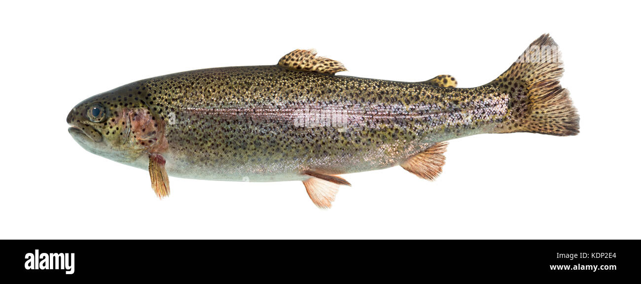 Dorsal fin rainbow trout hi-res stock photography and images - Alamy