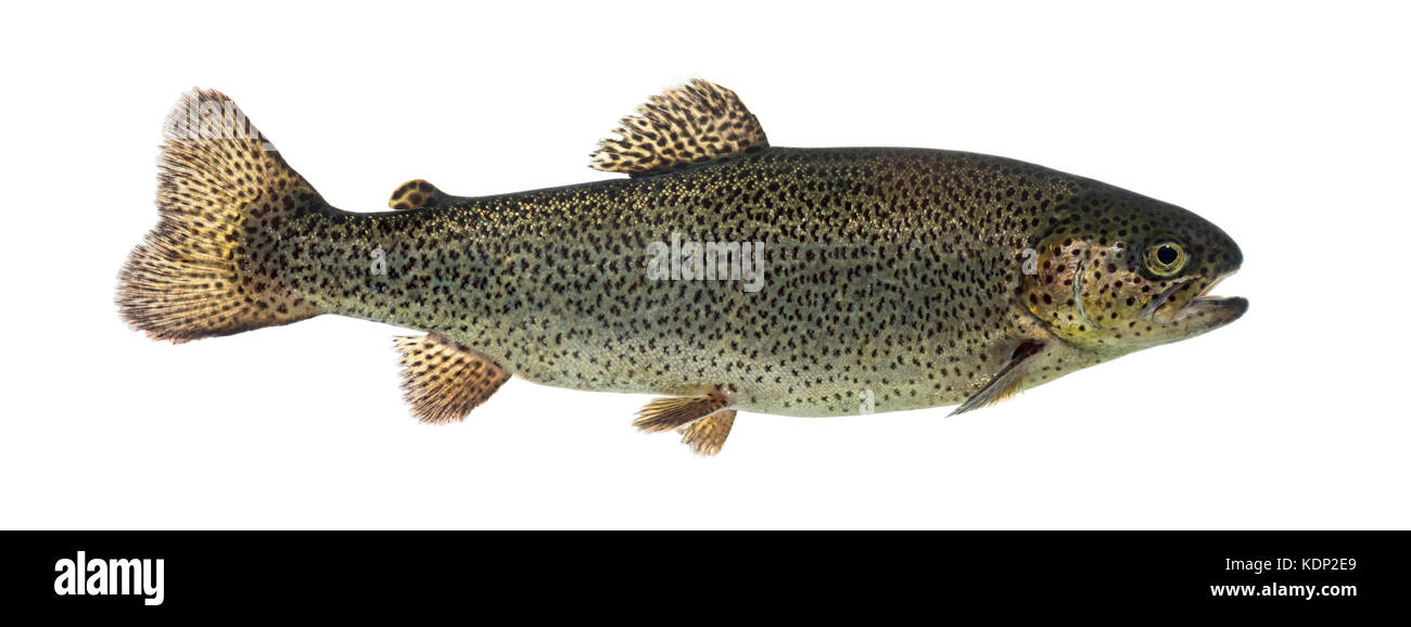 Rainbow trout swimming, isolated on white Stock Photo - Alamy