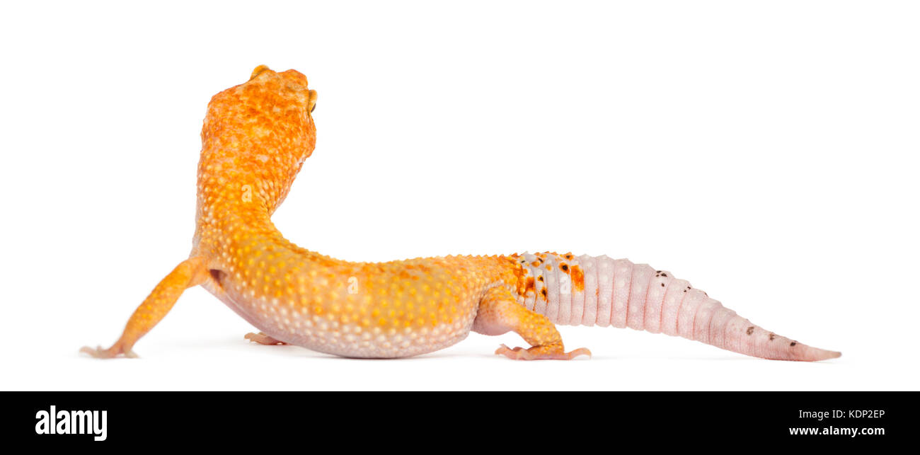 Leopard gecko standing, isolated on white Stock Photo - Alamy