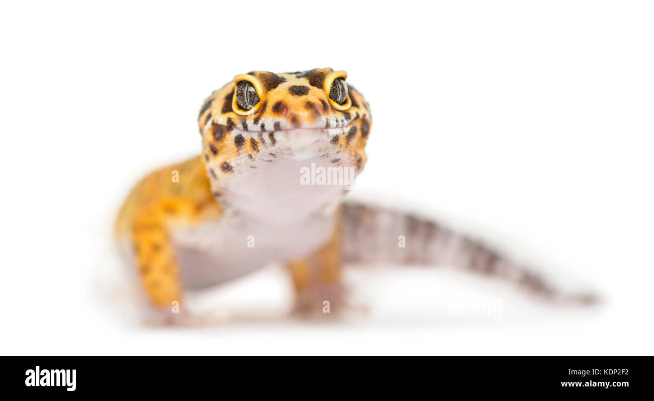Gecko up close hi-res stock photography and images - Alamy