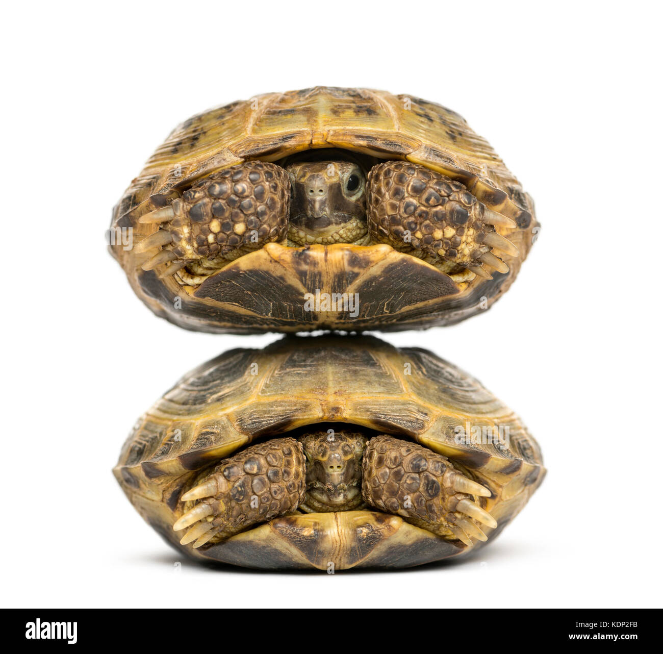 Two turtles one above the other, isolated on white Stock Photo - Alamy