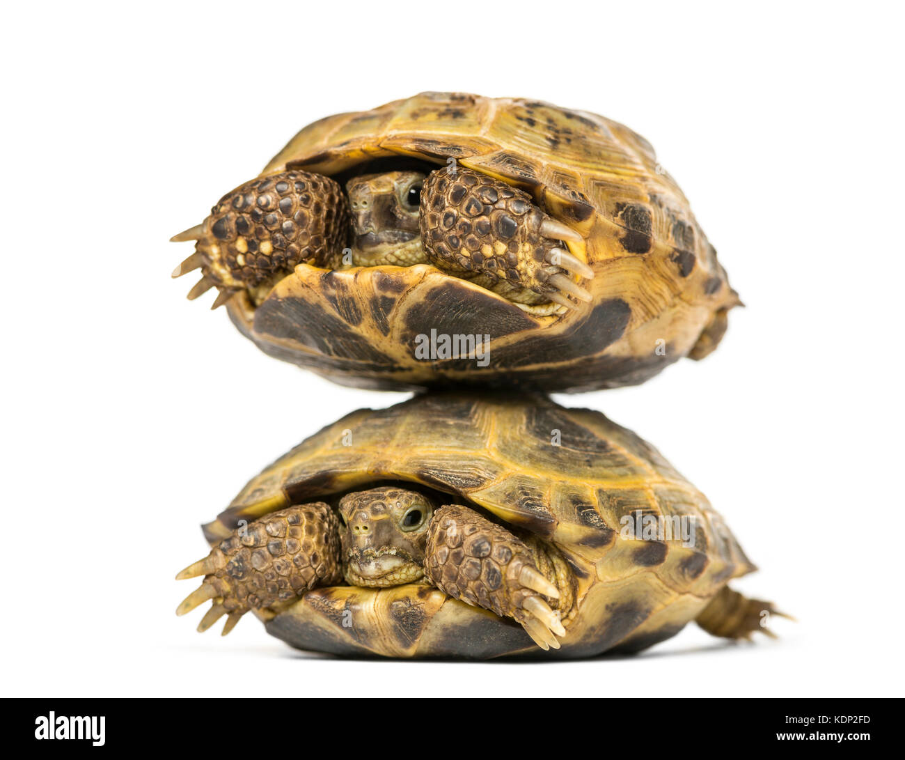 Two turtles one above the other, isolated on white Stock Photo - Alamy