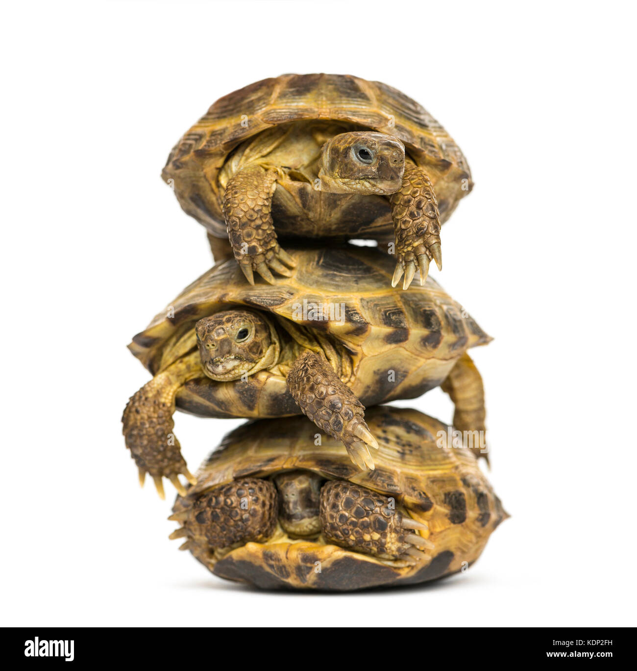 Three turtles one above the other, isolated on white Stock Photo - Alamy