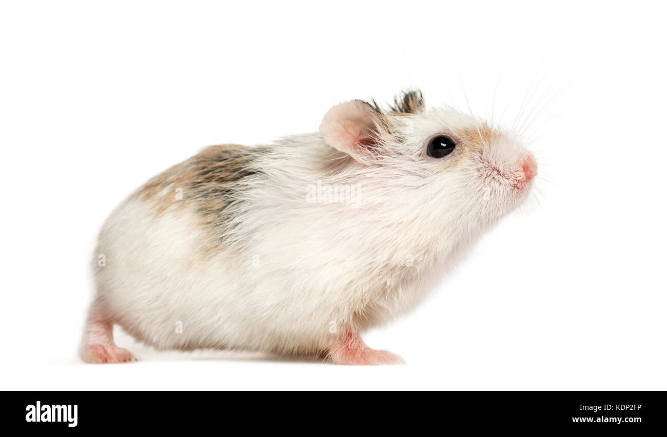 Hamster cut out hi-res stock photography and images - Alamy