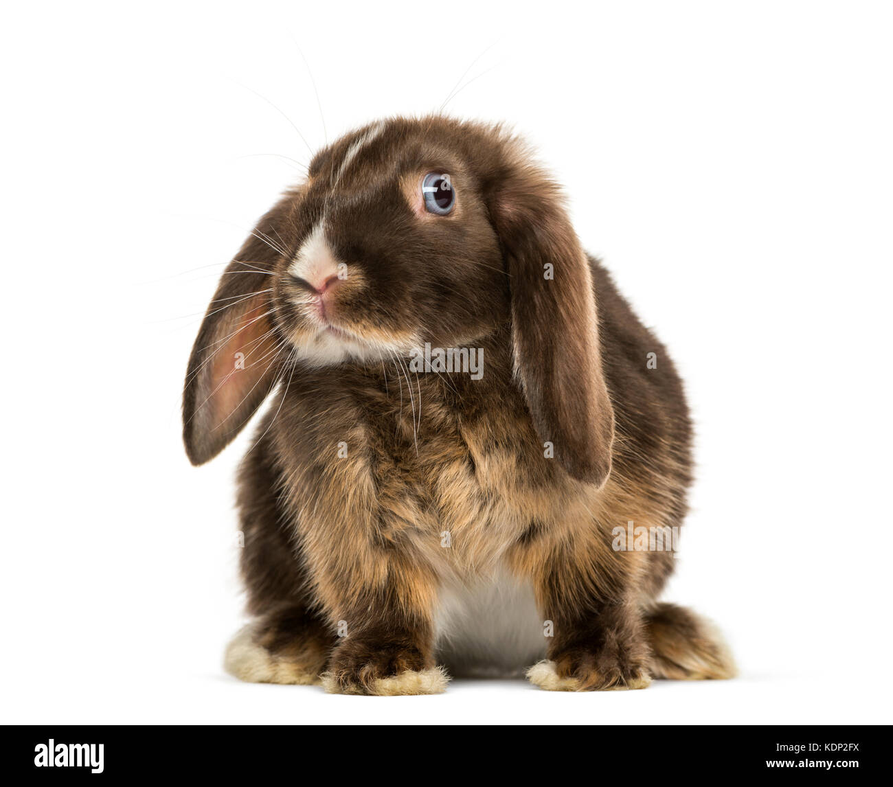 Mini lop rabbit black white hi-res stock photography and images - Alamy