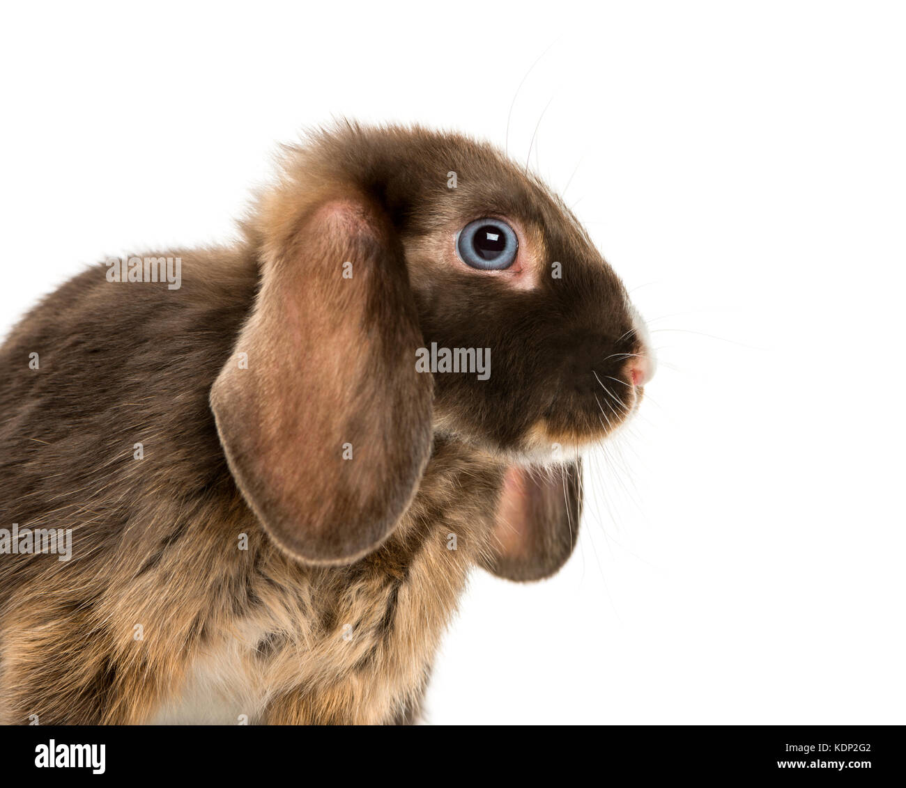 Black And White Mini Lop Rabbit High Resolution Stock Photography and ...