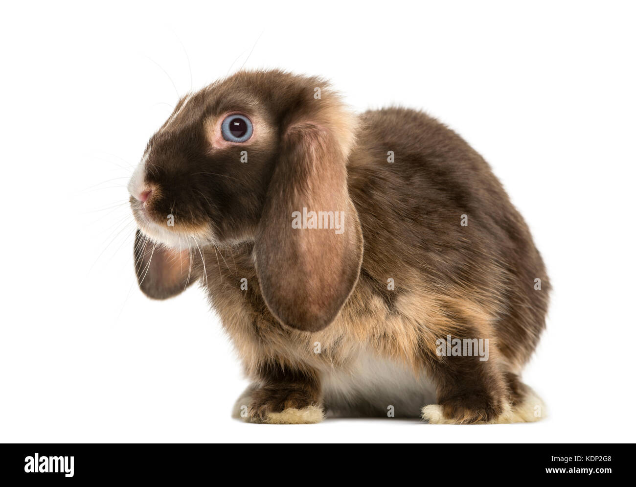Mini lop rabbit standing, isolated on white Stock Photo - Alamy