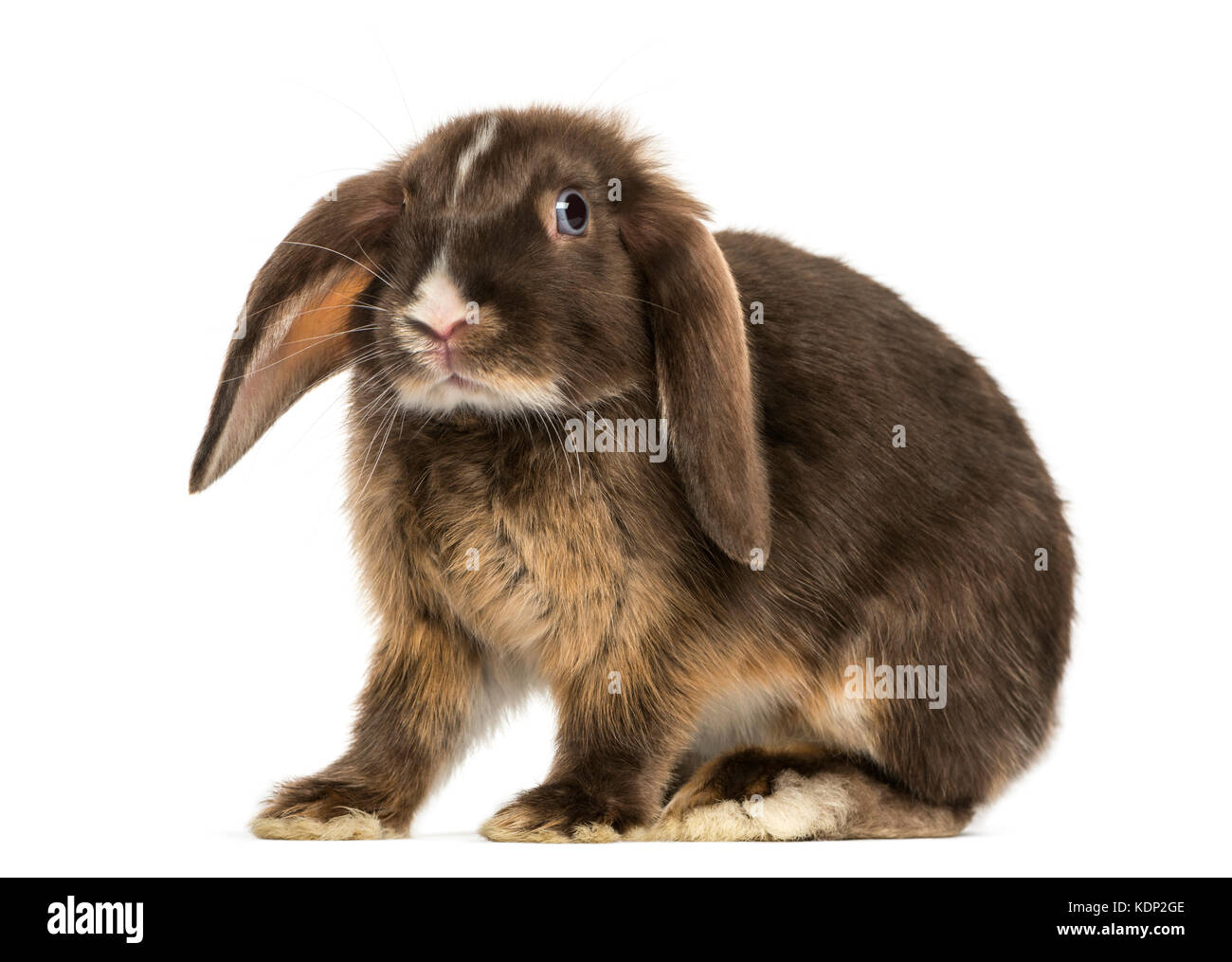 Mini lop rabbit standing, isolated on white Stock Photo - Alamy