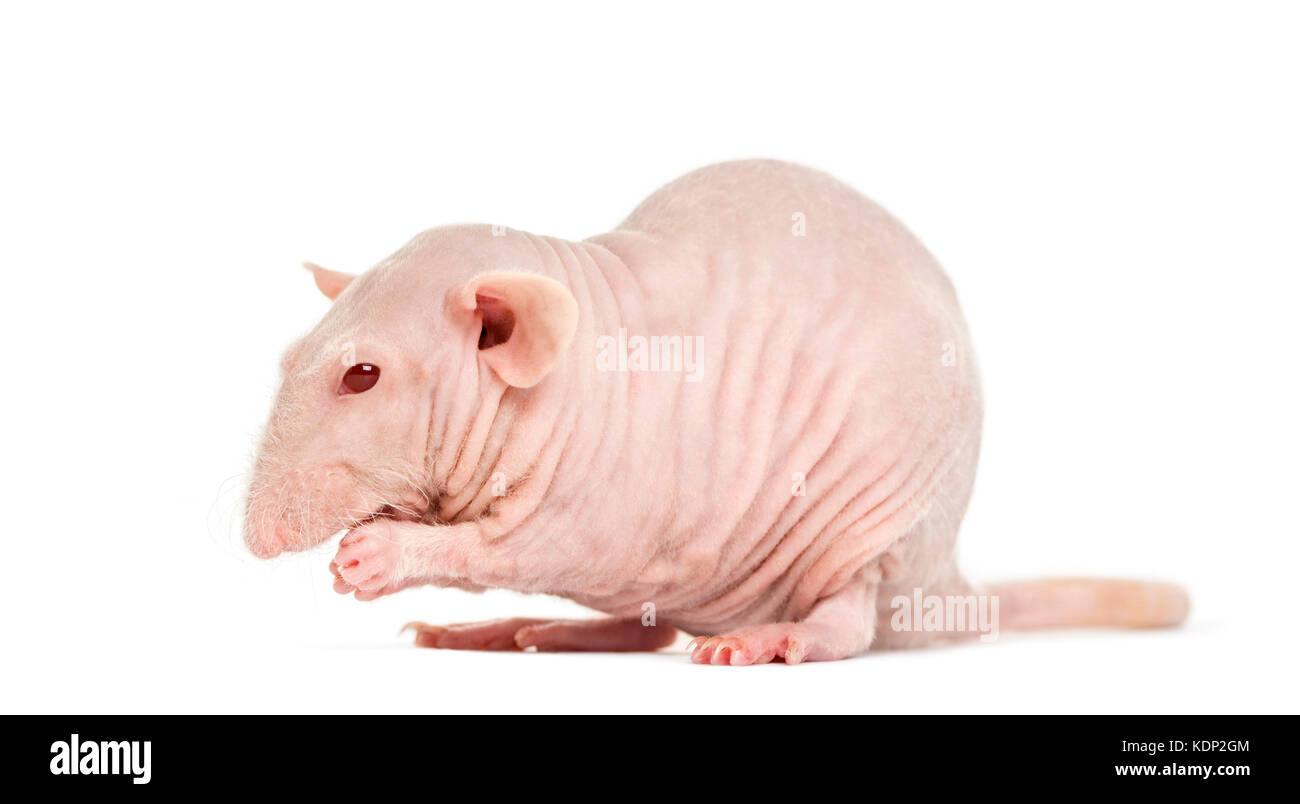 Hairless rat washes, isolated on white Stock Photo - Alamy