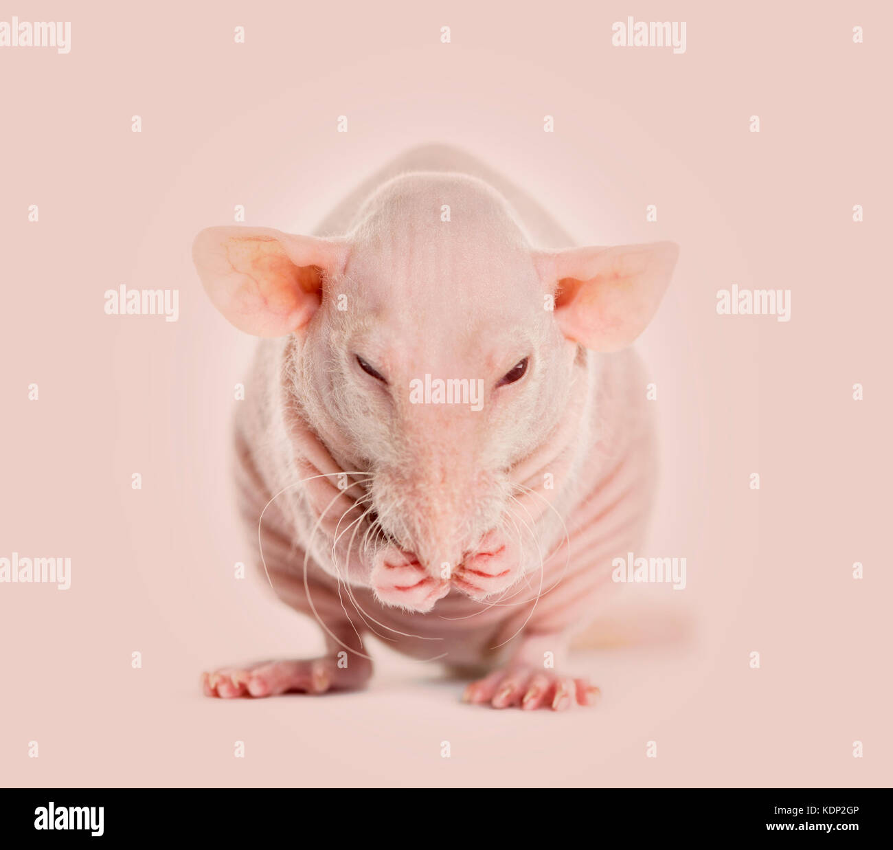 Hairless rat washes Stock Photo - Alamy