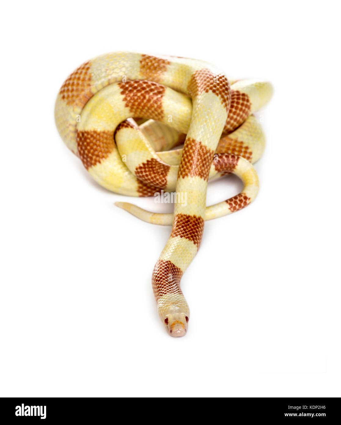 Yellowish snake rolling, isolated on white Stock Photo - Alamy