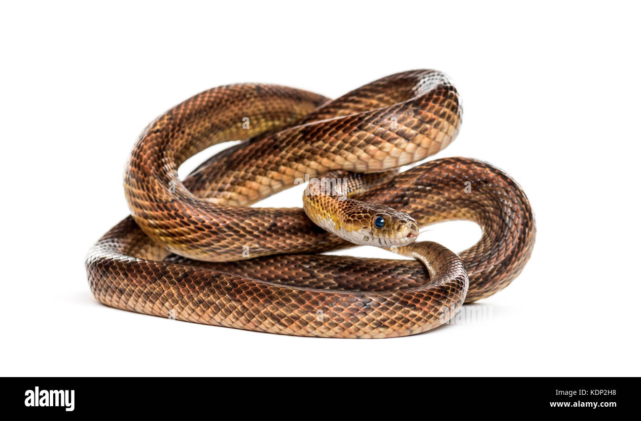 Brown snake rolling, isolated on white Stock Photo - Alamy