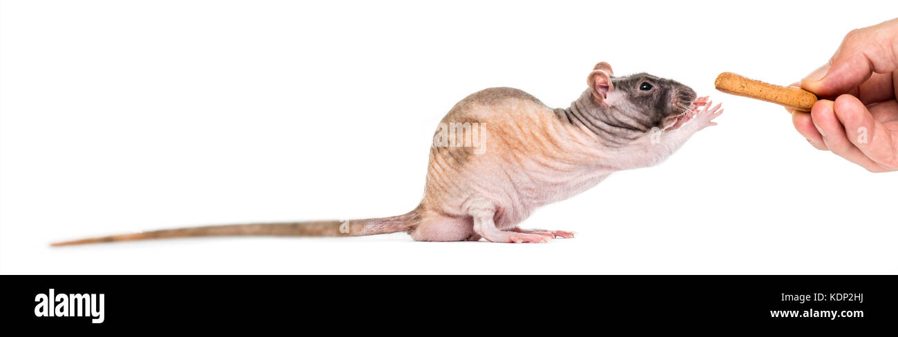 rat taking food from human fingers, isolated on white Stock Photo - Alamy