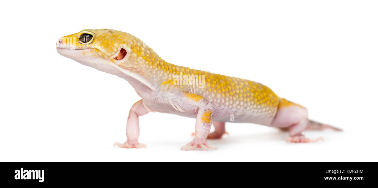 Yellow gecko standing, isolated on white Stock Photo - Alamy