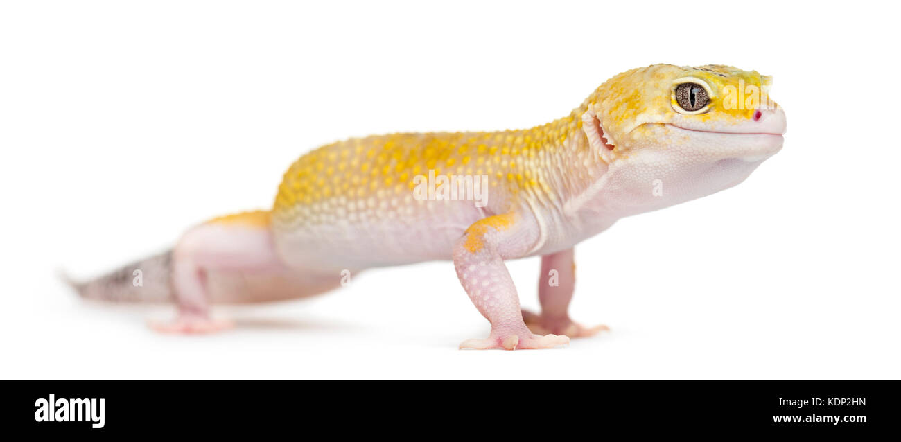 Yellow gecko standing, isolated on white Stock Photo - Alamy