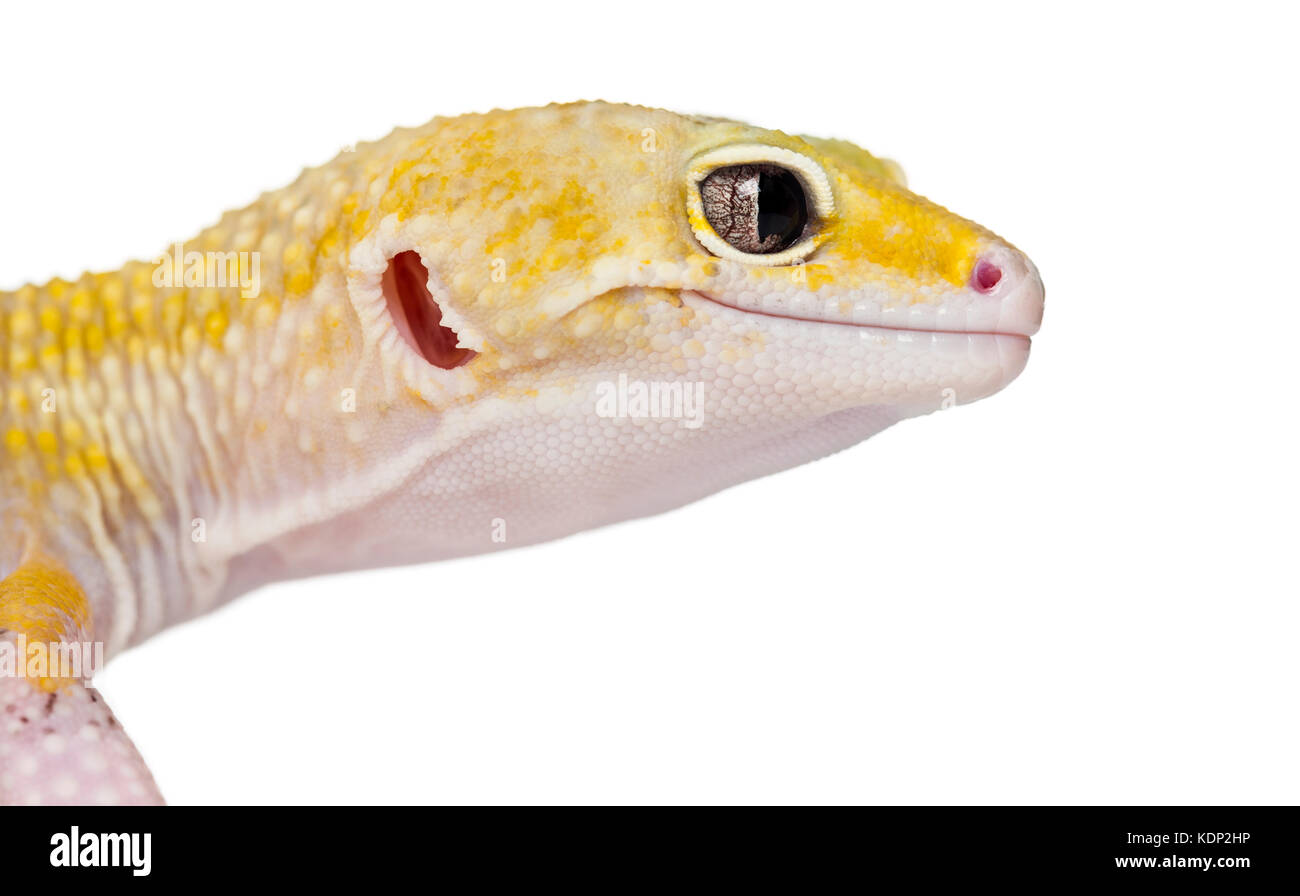 Side view of gecko hi-res stock photography and images - Alamy
