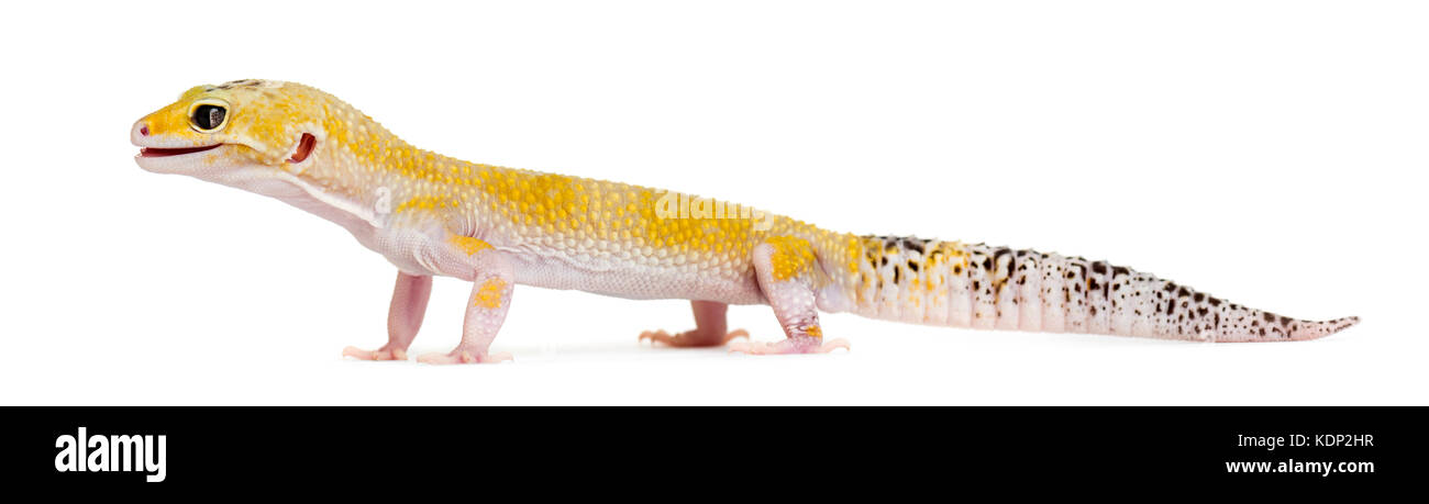 Yellow gecko standing, isolated on white Stock Photo - Alamy