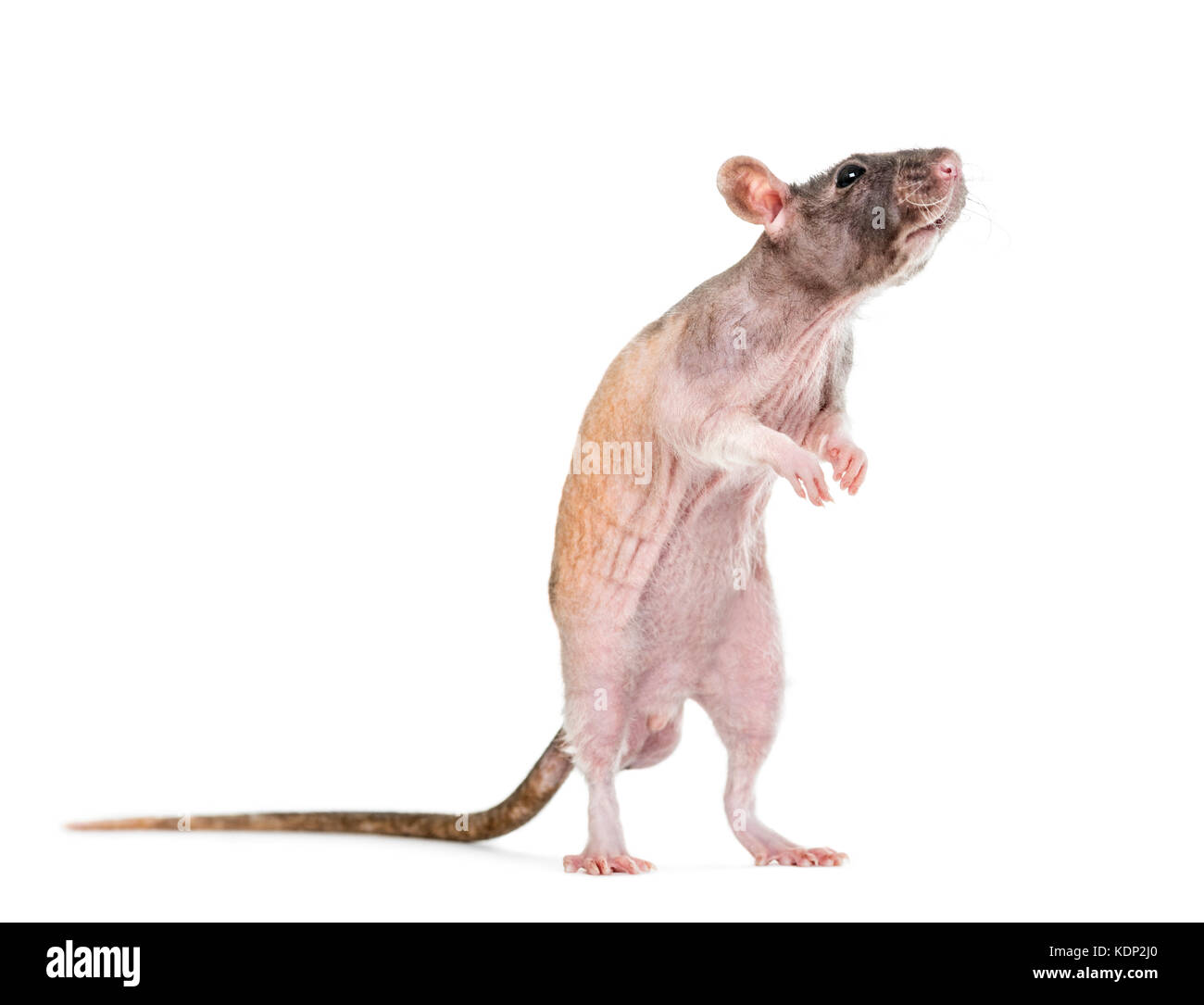 Rat on hind legs, isolated on white Stock Photo - Alamy
