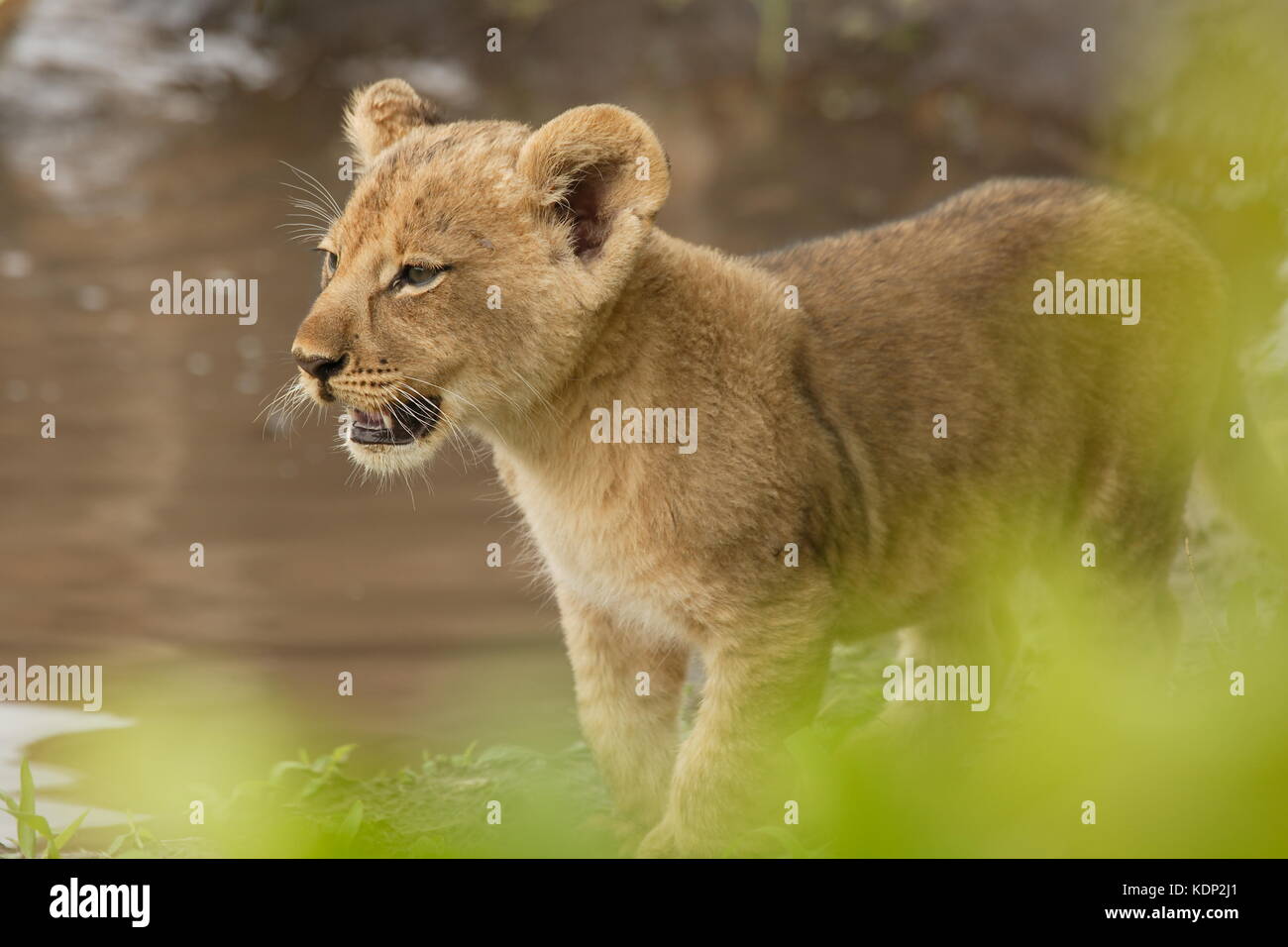 Botswanan lion hi-res stock photography and images - Alamy