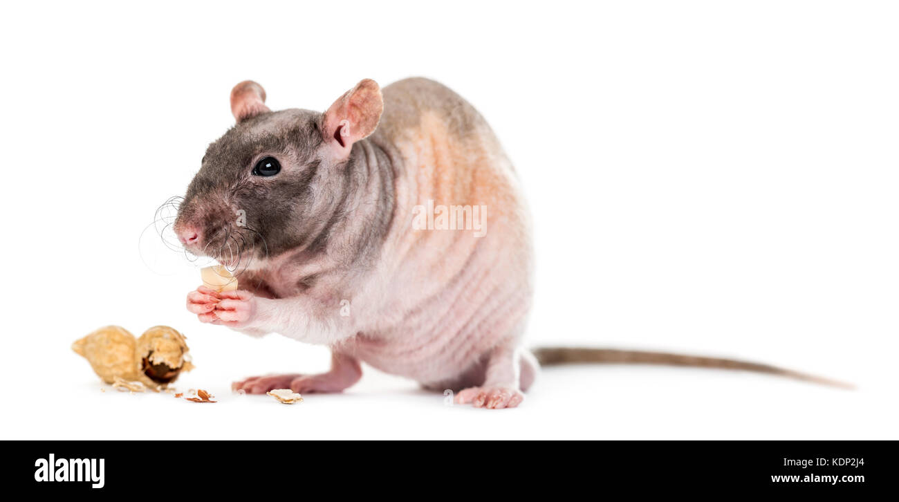 Rat eating peanut, isolated on white Stock Photo - Alamy