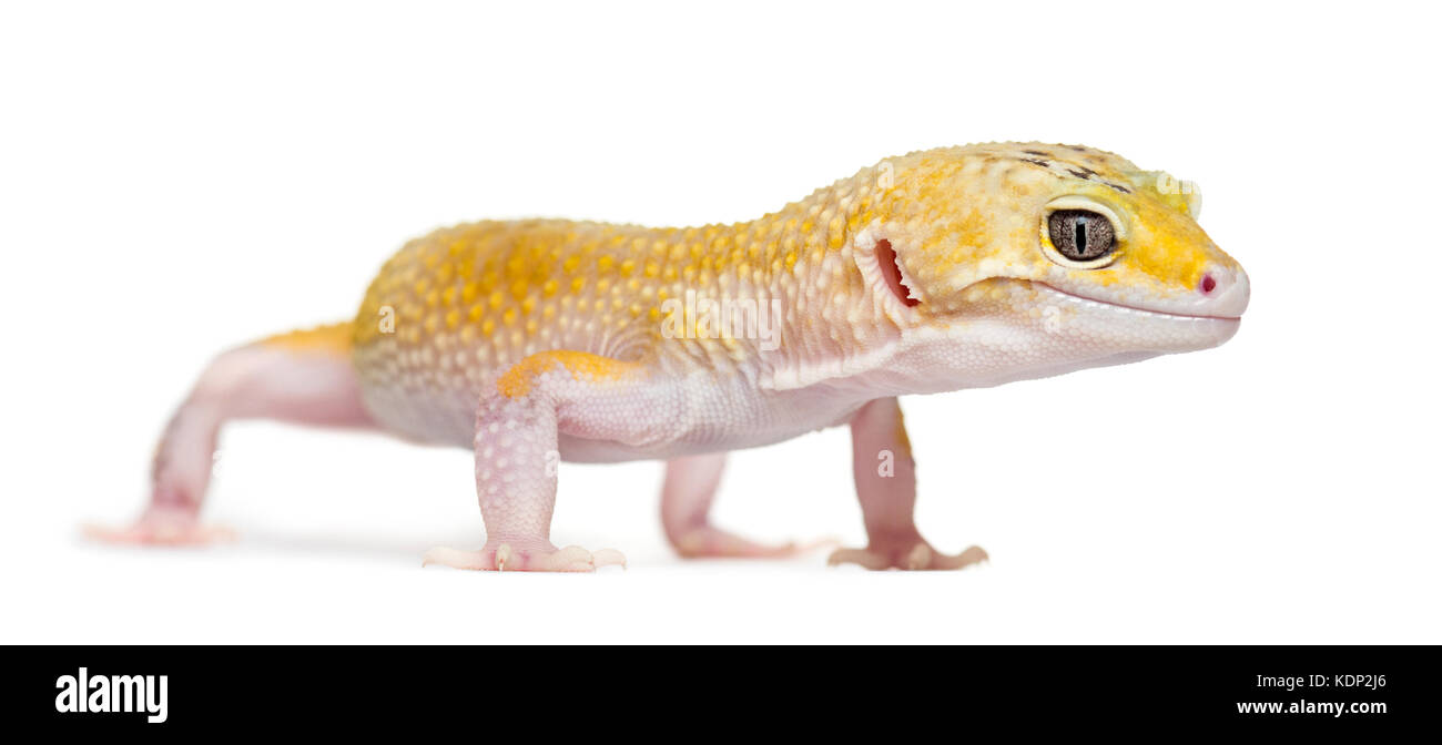 Yellow gecko standing, isolated on white Stock Photo - Alamy