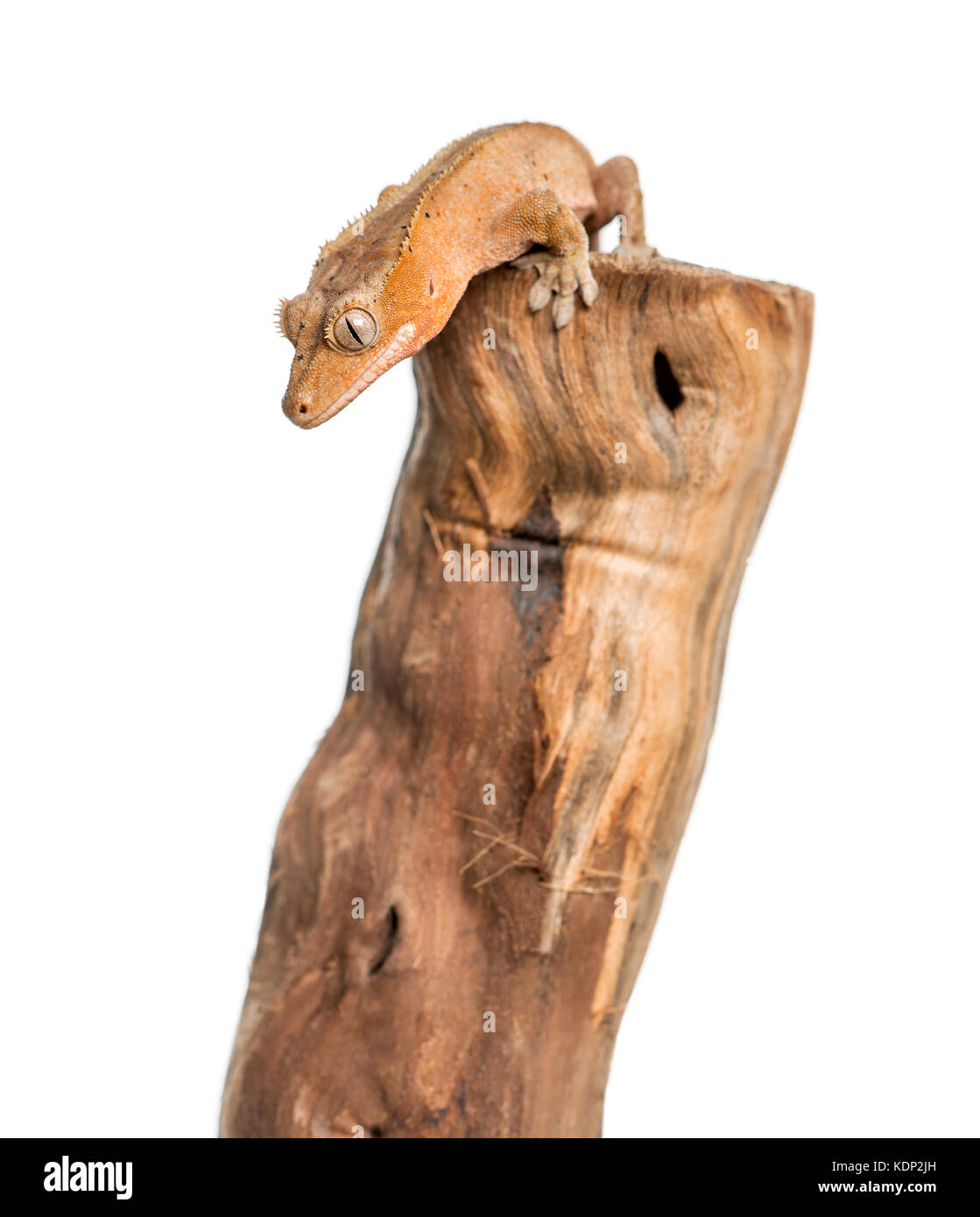 Gecko on branch hi-res stock photography and images - Alamy