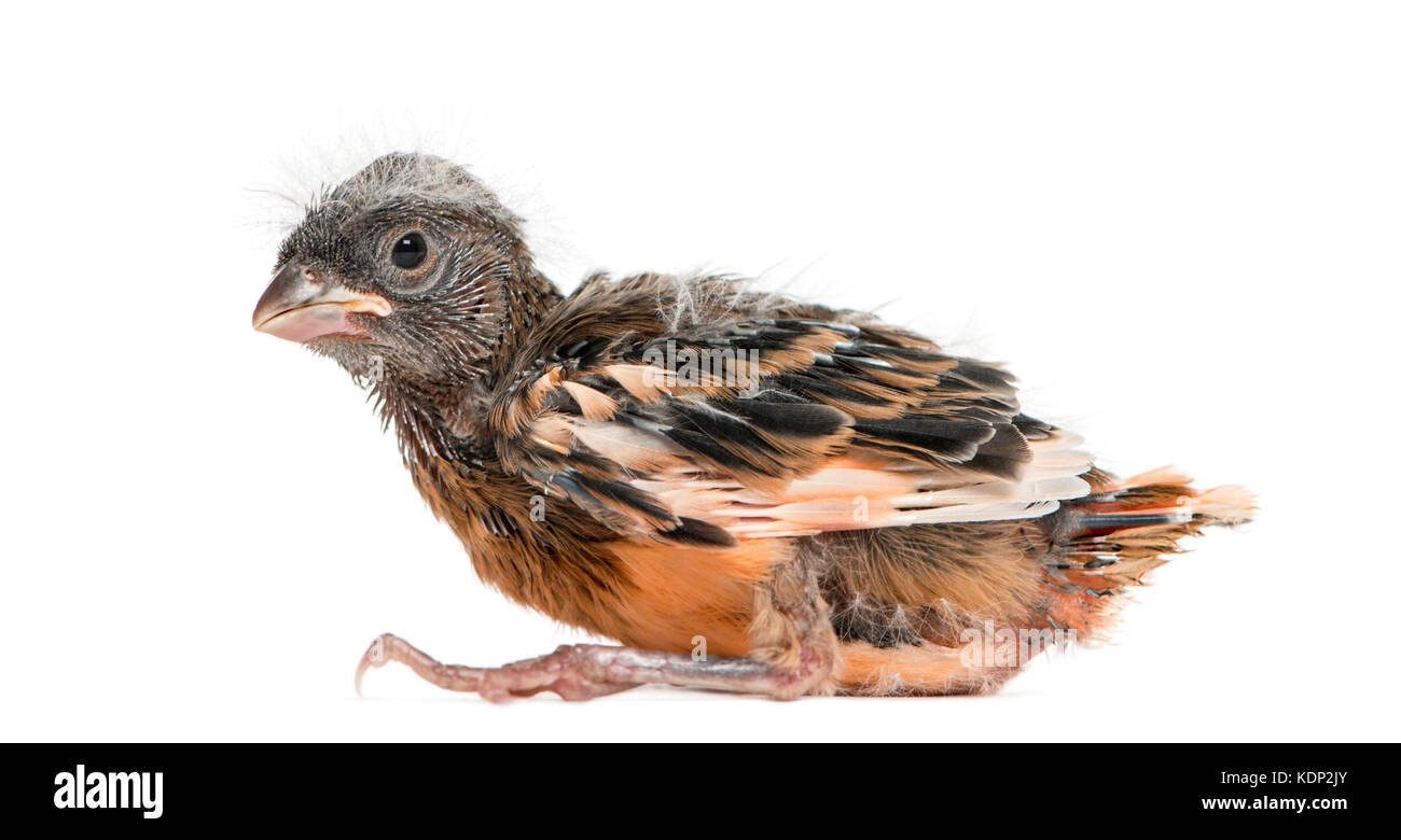 Baby canary, isolated on white Stock Photo - Alamy