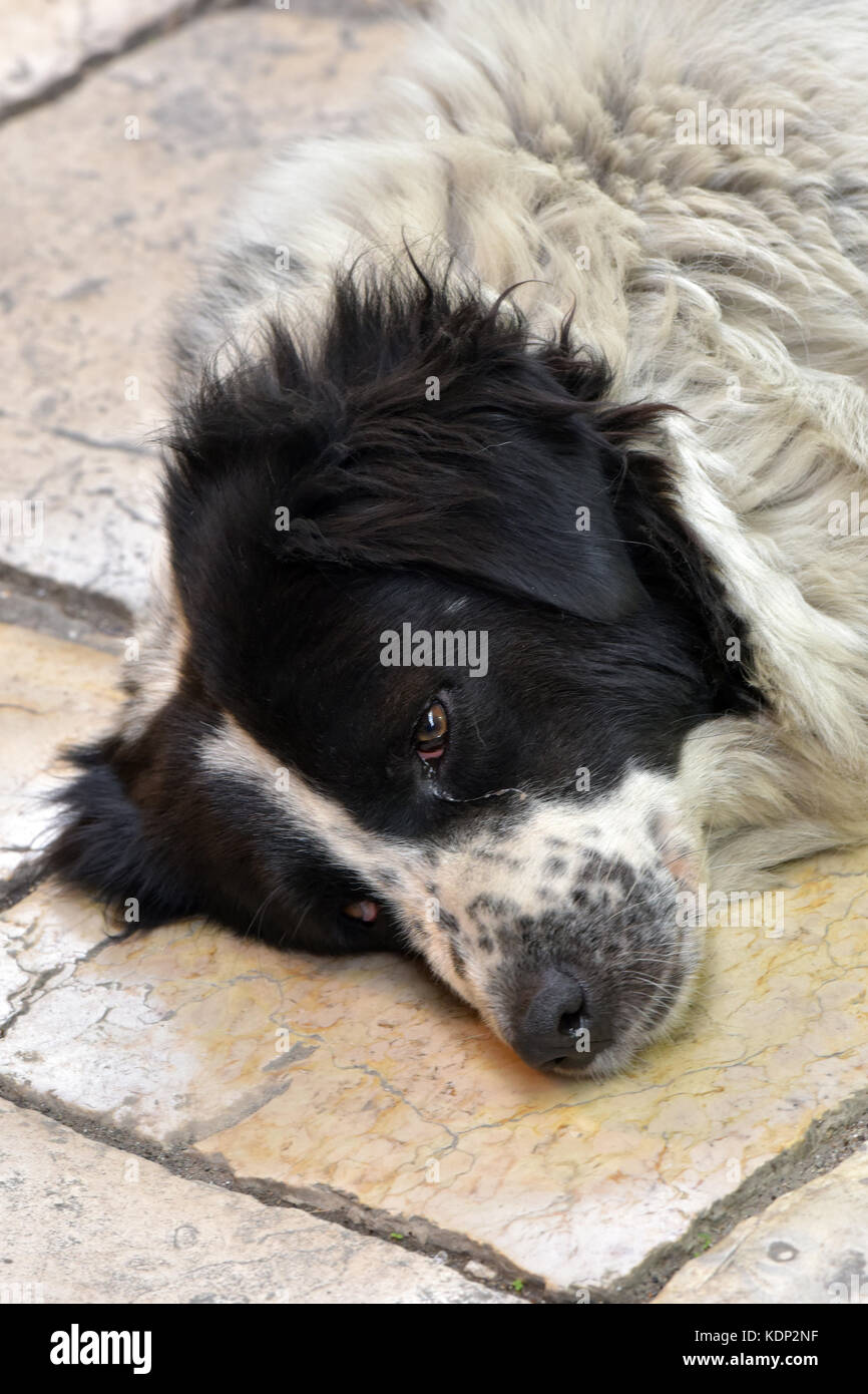 a border collie or sheepdog sleeping or lying down with eyes open ...