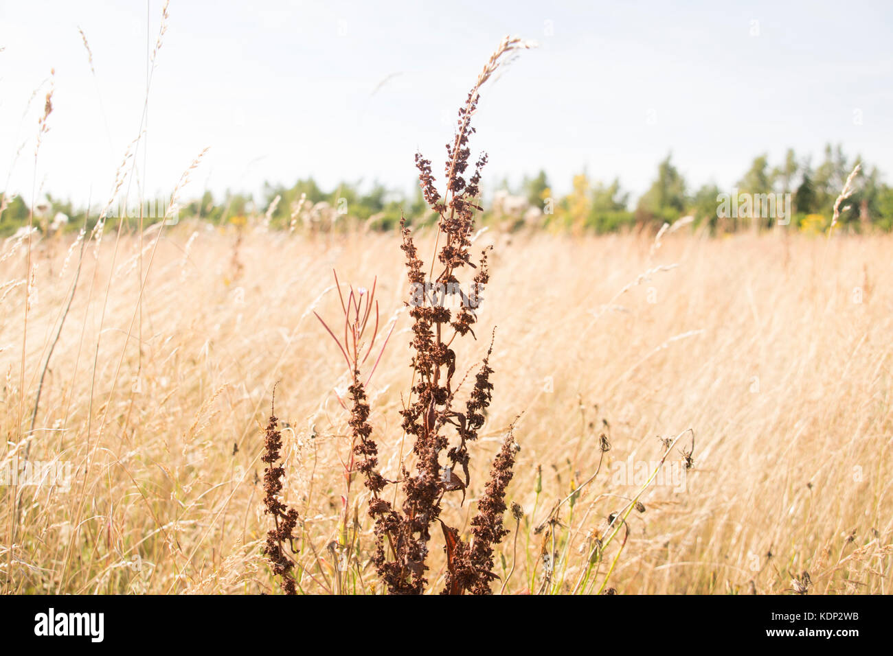 Weed In Farmers Field, Taken on the 15th August 2016 in Mansfield Town ...